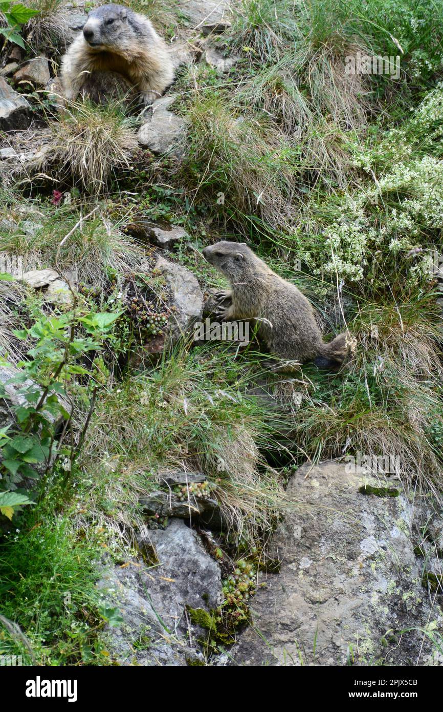 Marmot with its baby in a meadow during a walk from Chiareggio, a ...