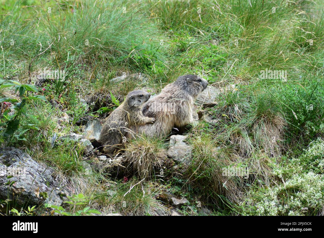 Marmot with its baby in a meadow during a walk from Chiareggio, a ...