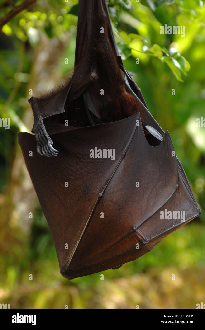 A pteropus vampyrus, flying fox, mother with her baby. Bali Stock Photo ...