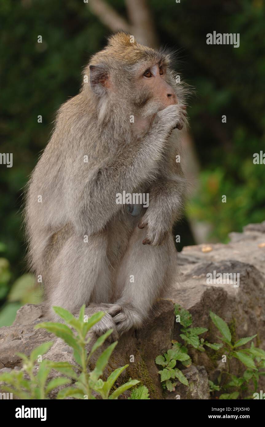 Balinese long-tailed macaque in Bali Stock Photo - Alamy