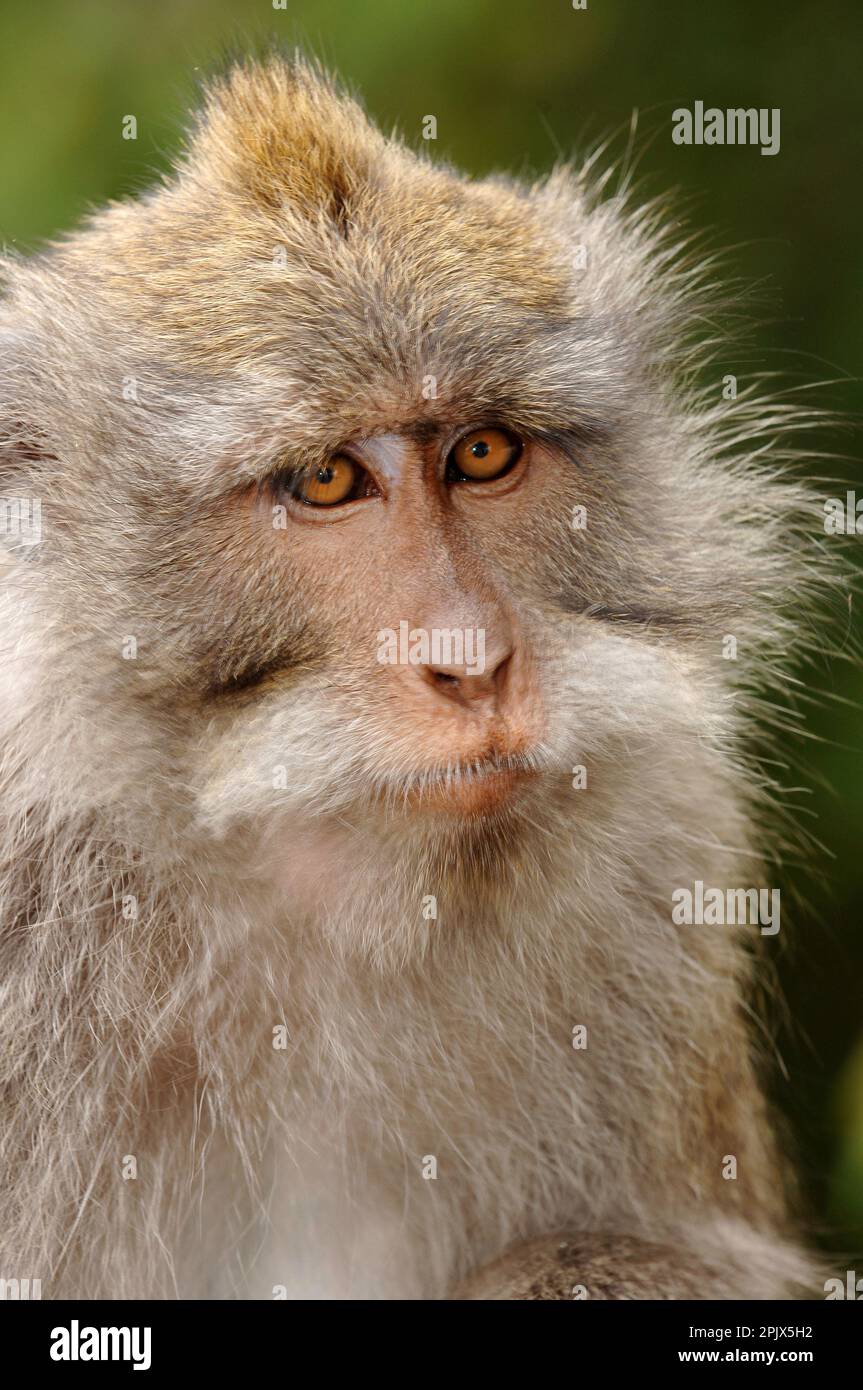 Balinese long tailed macaque hi-res stock photography and images - Alamy