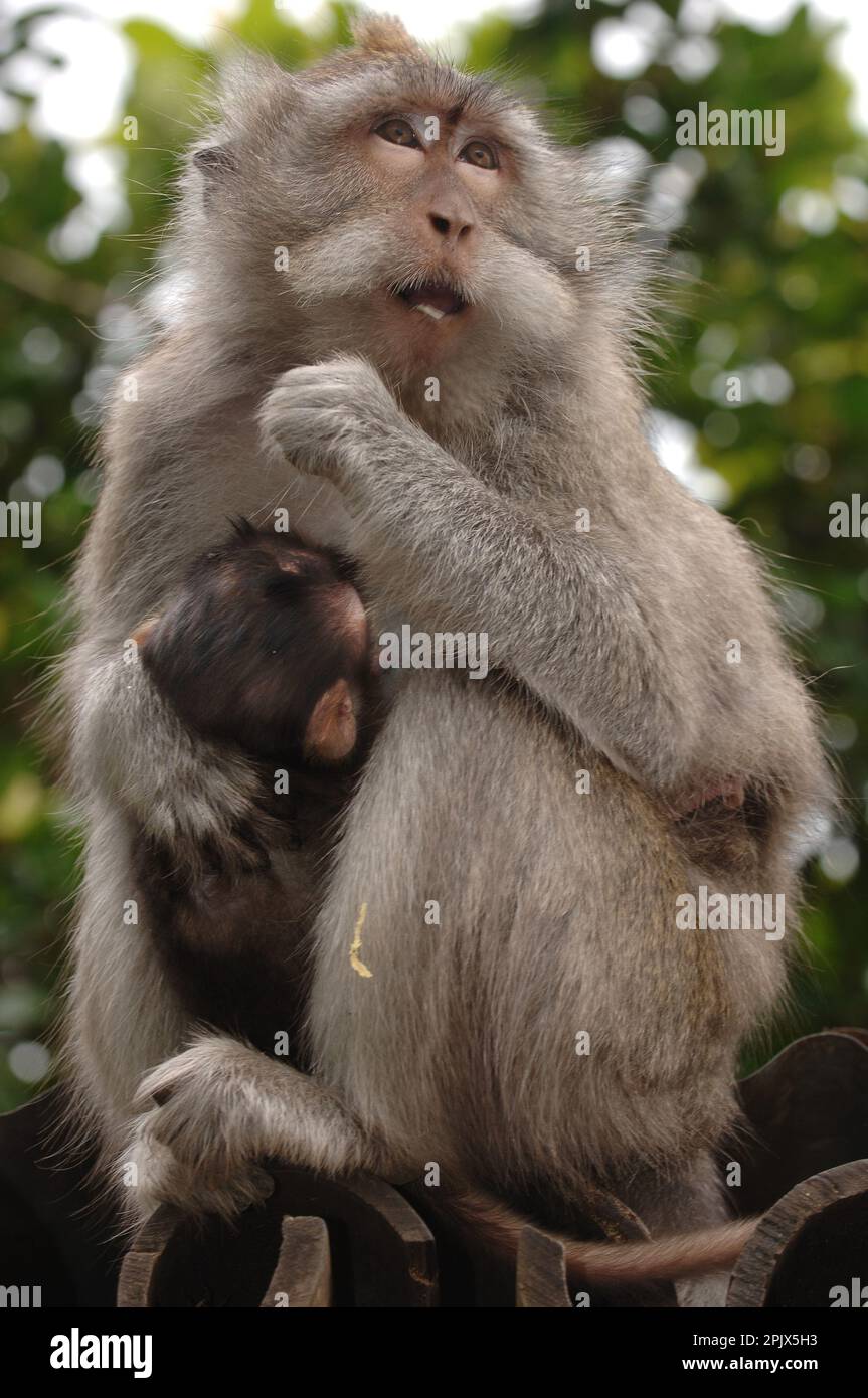 A monkey Balinese long-tailed macaque female with her new born bay ...