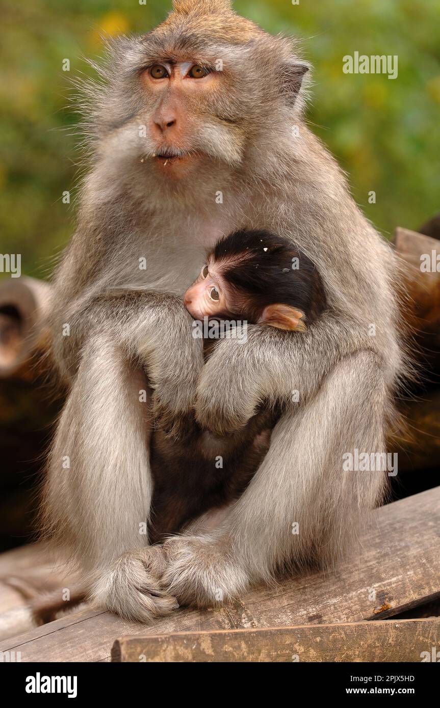 A monkey Balinese long-tailed macaque female with her new born bay ...
