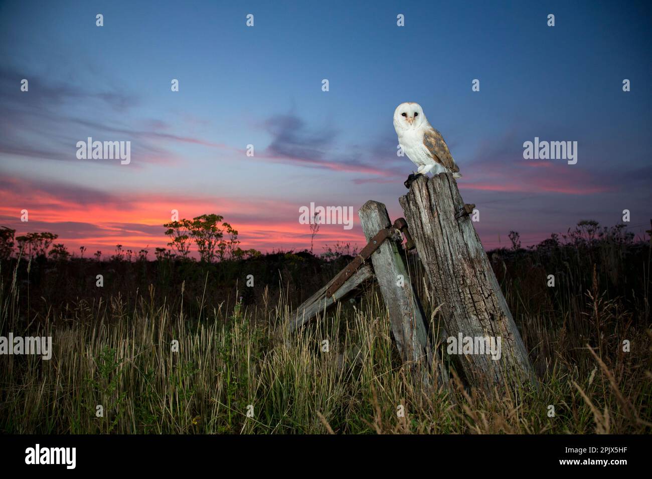 Barn owl (Tyto alba) at sunset Stock Photo - Alamy