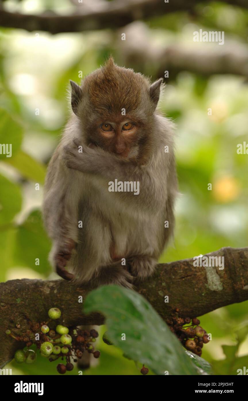 Balinese long-tailed macaque in Bali Stock Photo - Alamy