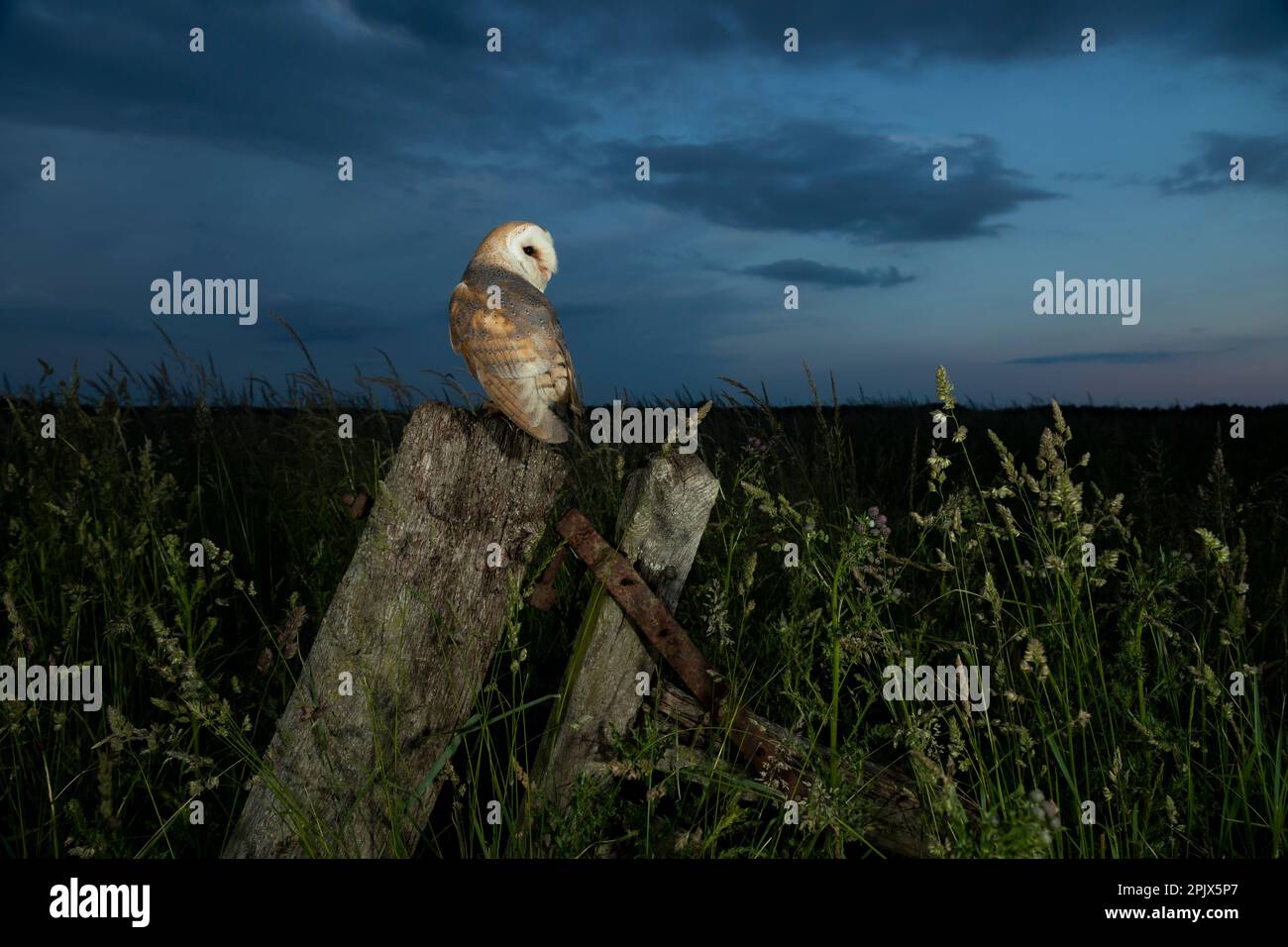 Night hunting bird hi-res stock photography and images - Alamy