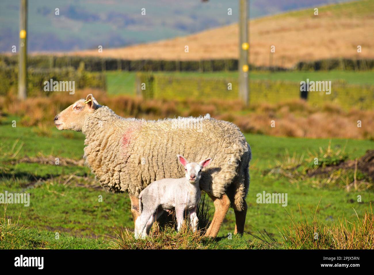 Sheep & Lamb Stock Photo - Alamy