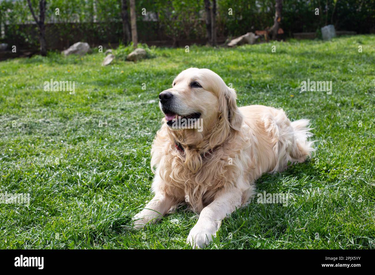 Smiling golden retriever jumping hi-res stock photography and images ...