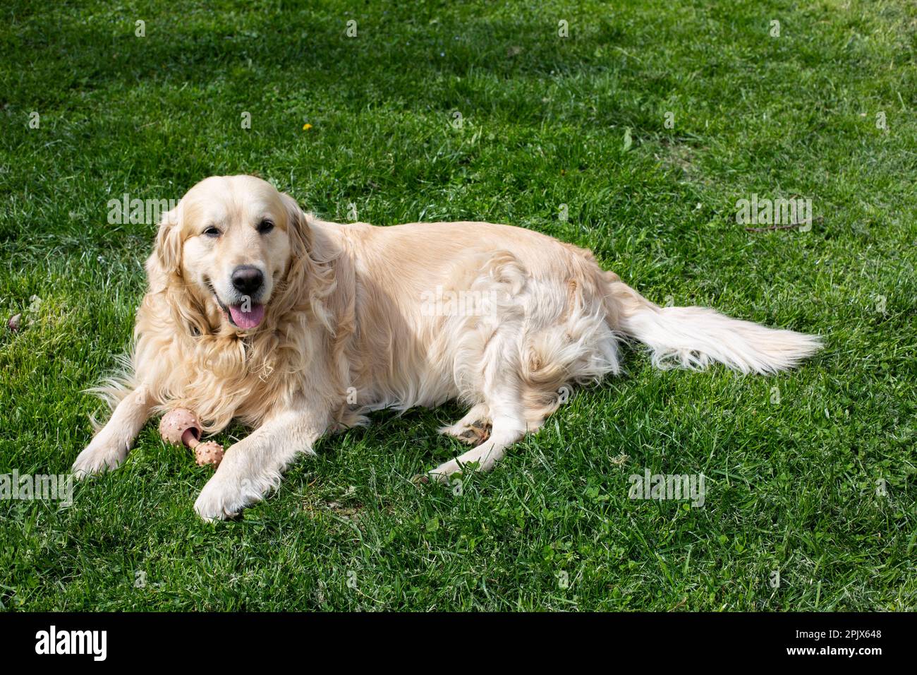 Smiling golden retriever jumping hi-res stock photography and images ...