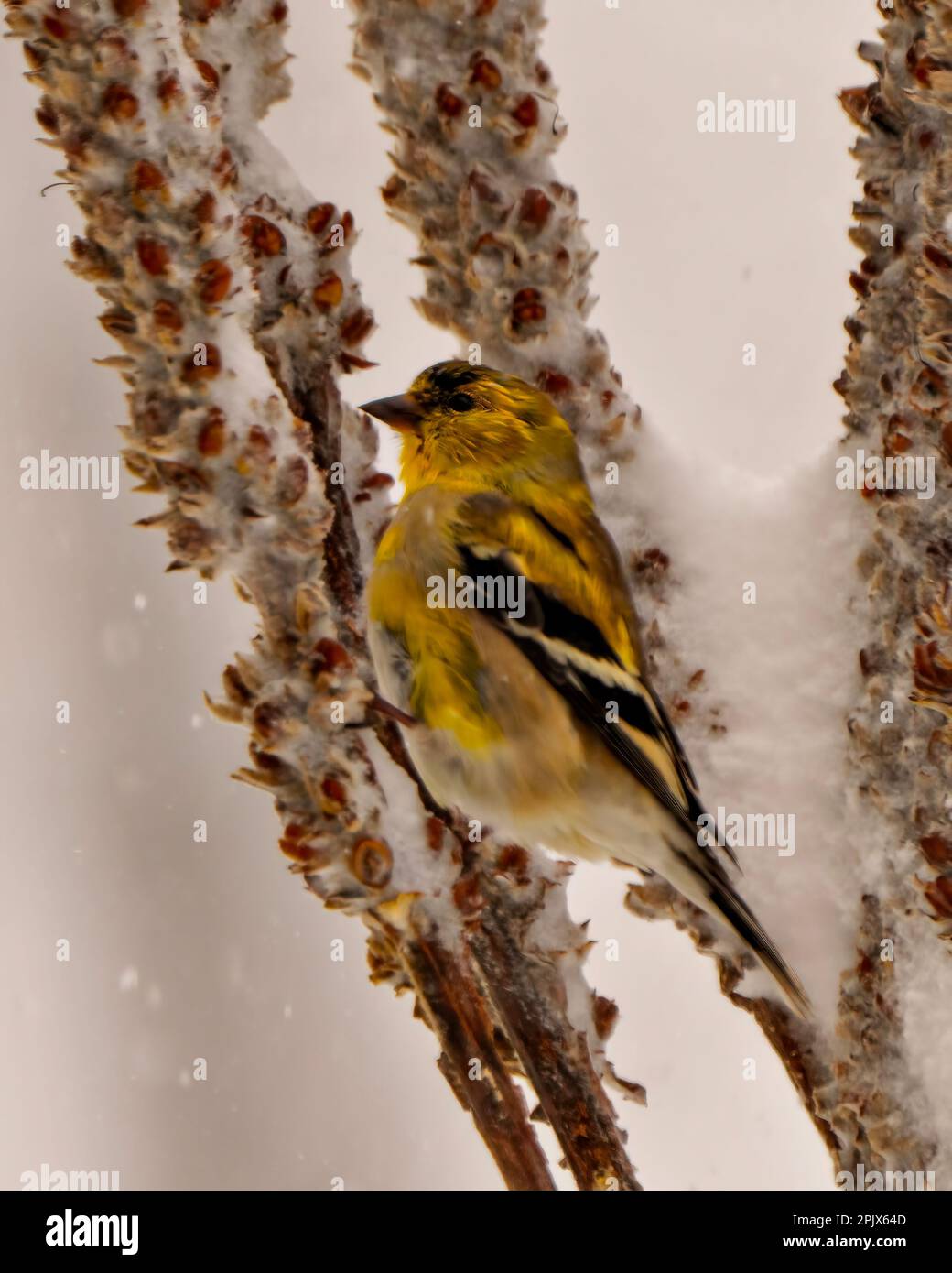 American Goldfinch profile side view perched in a winter storm and ...
