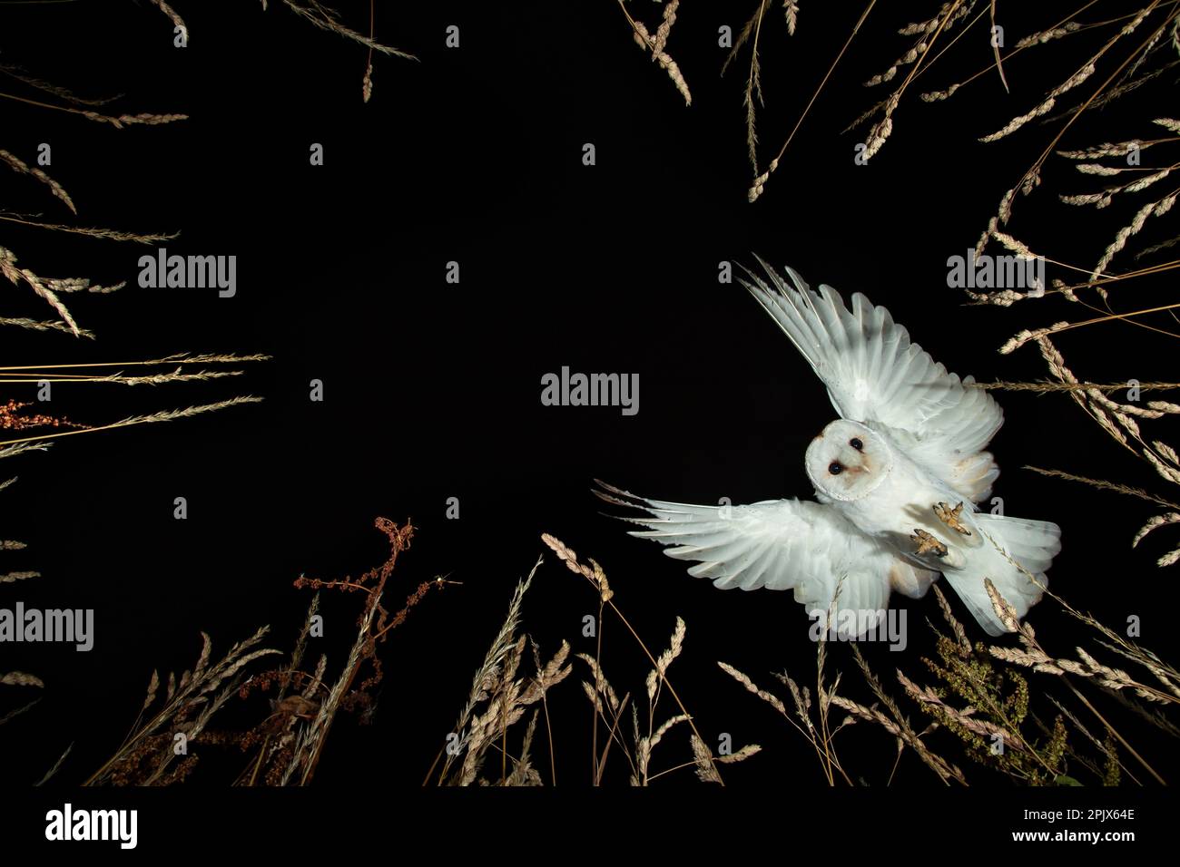 Barn owl (Tyto alba) hunting from above Stock Photo - Alamy