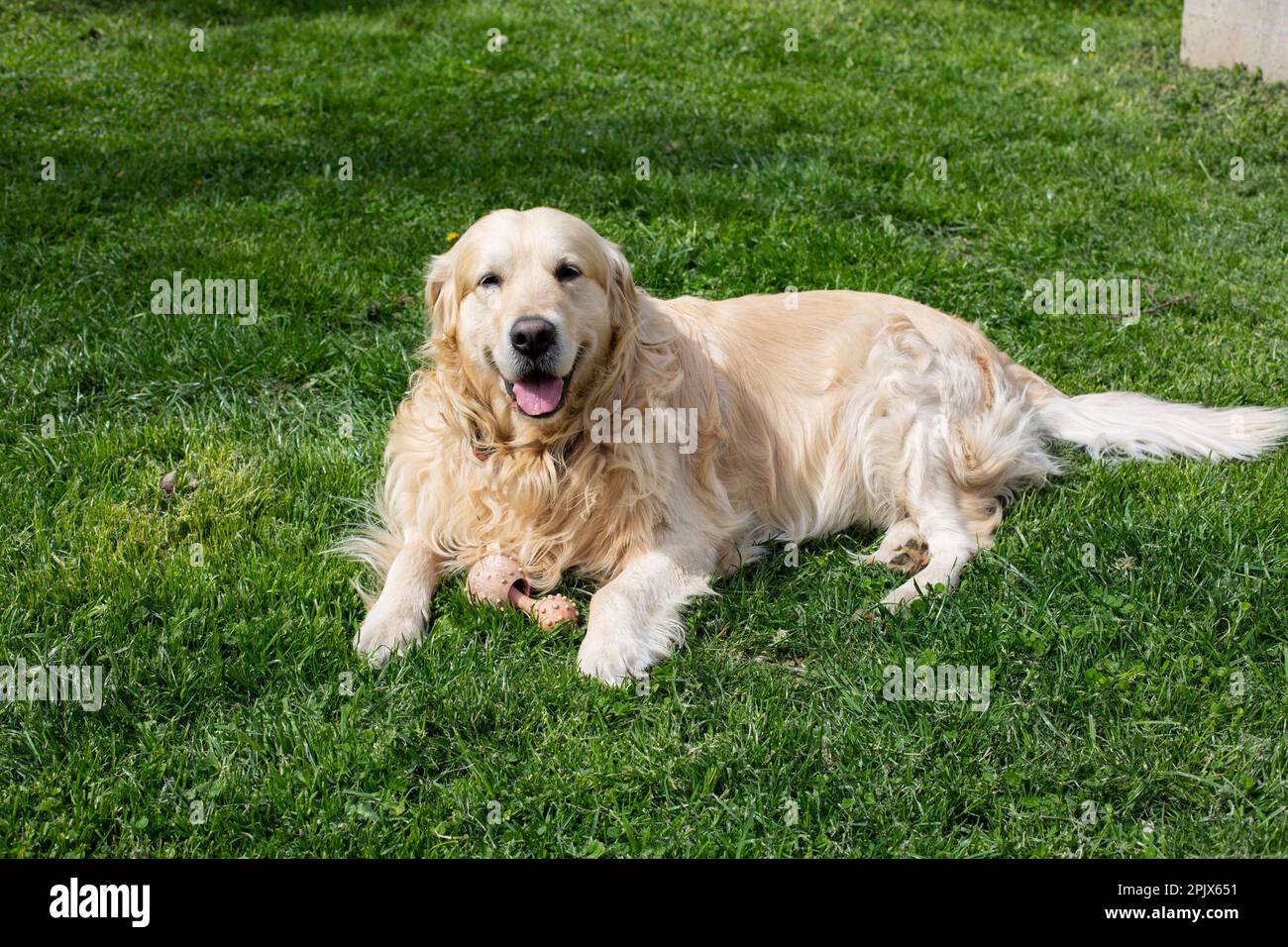 Smiling golden retriever jumping hi-res stock photography and images ...