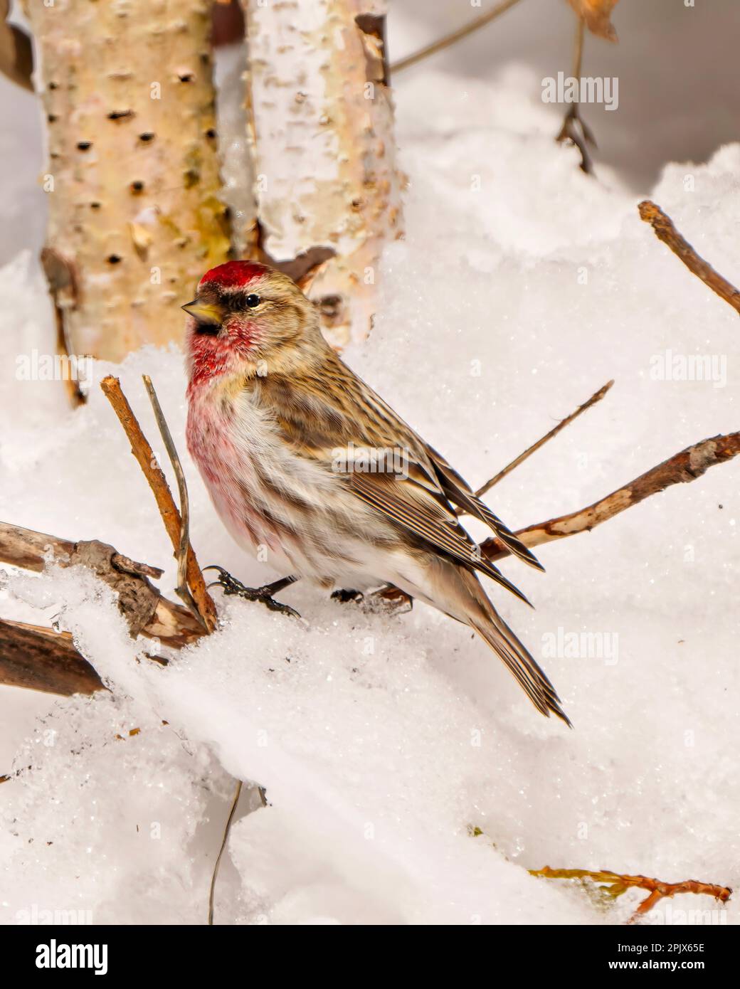 Red poll close-up profile side view in the winter season perched with a ...