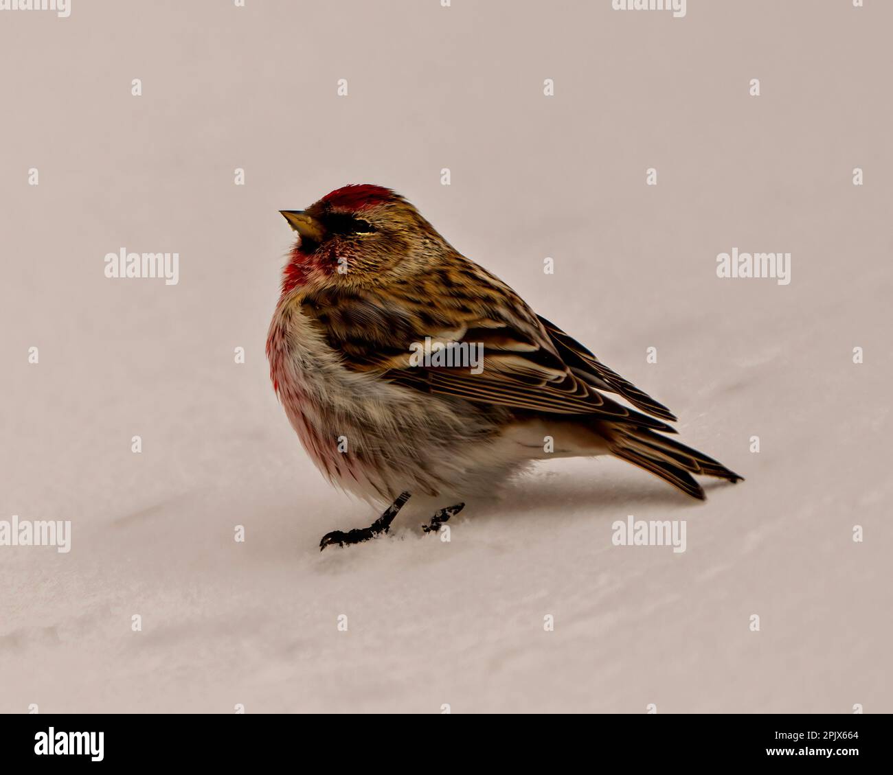 Red poll close-up side view standing on snow with a soft white ...