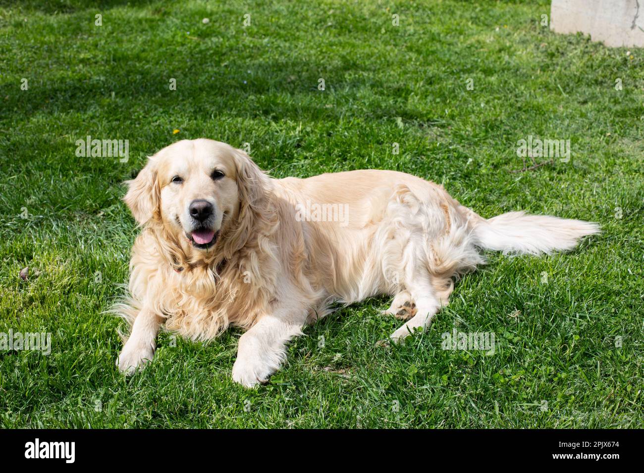 Golden retriever in yard hi-res stock photography and images - Alamy