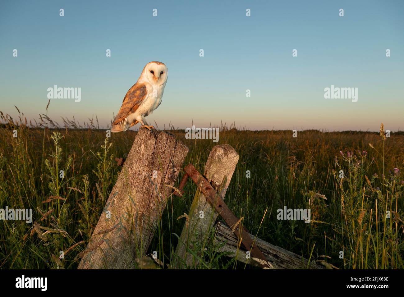 Barn owl (Tyto alba) at sunset Stock Photo - Alamy