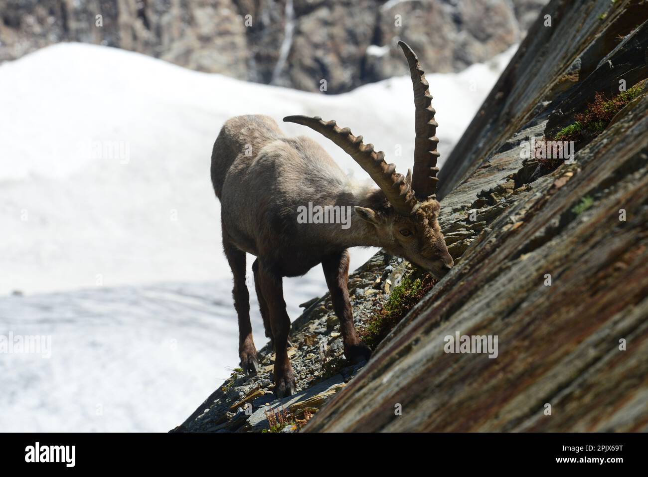 Group of ibex near the lake of the Fellaria Glacier, Valmalenco, Alpe ...