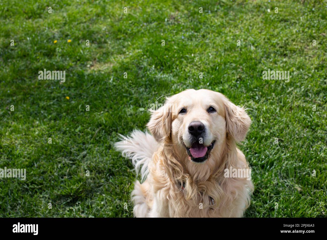 Smiling golden retriever jumping hi-res stock photography and images ...