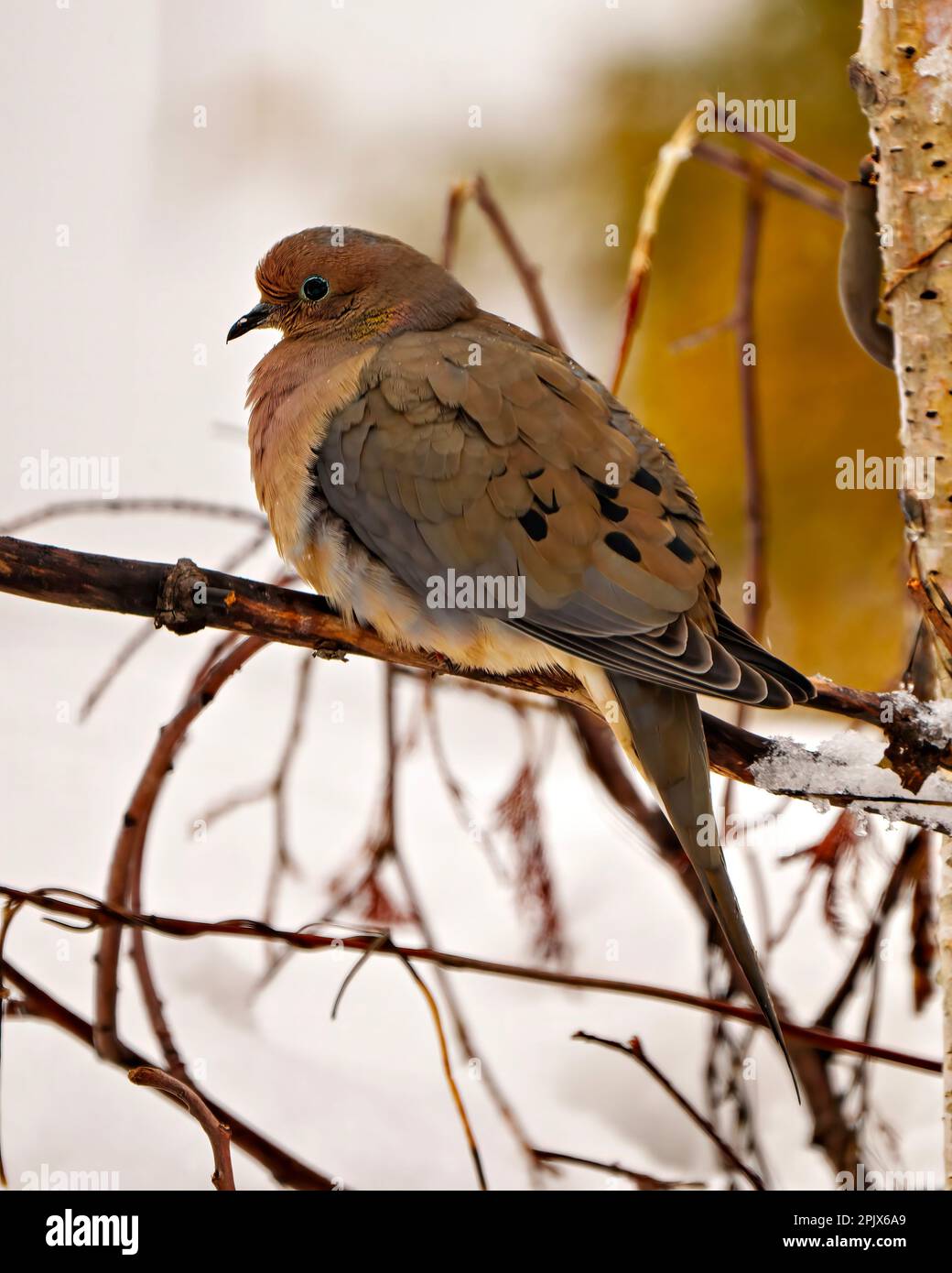 Mourning Dove close-up profile side view in the winter season perched ...