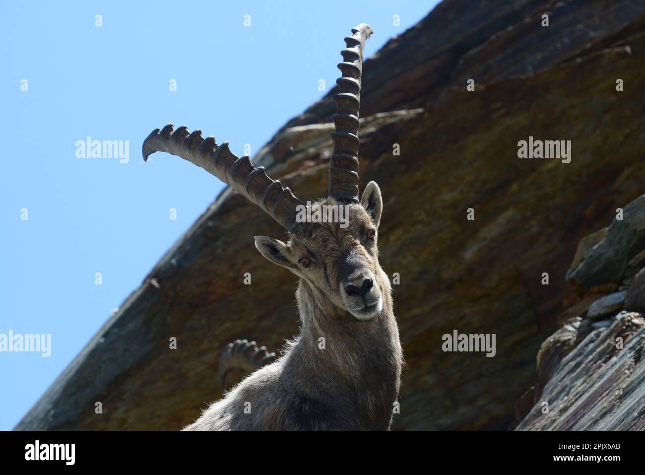 Group of ibex near the lake of the Fellaria Glacier, Valmalenco, Alpe ...
