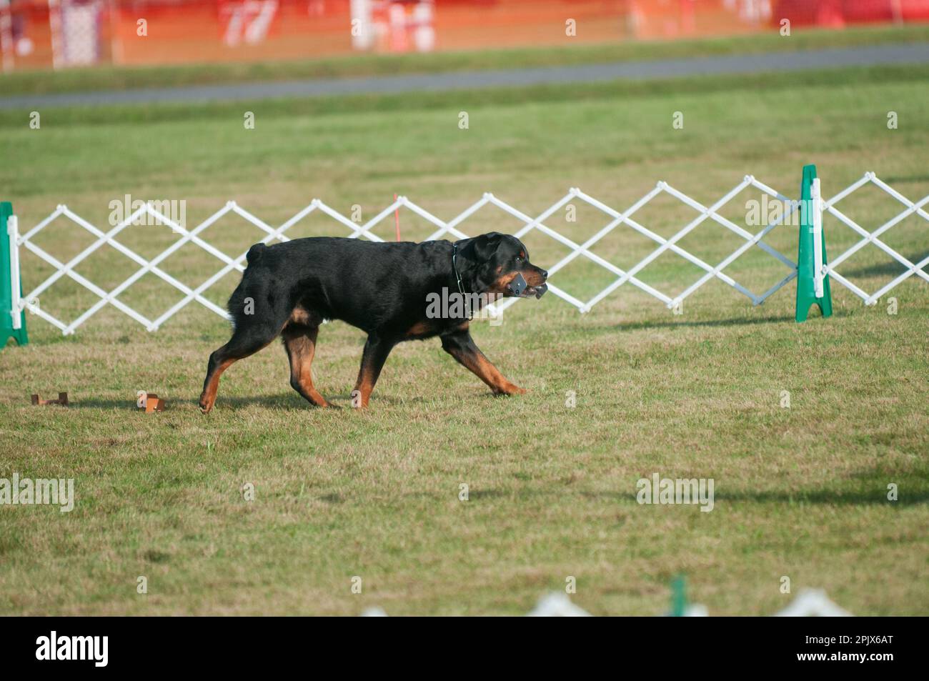 Rottweiler walking across grassy field Stock Photo - Alamy