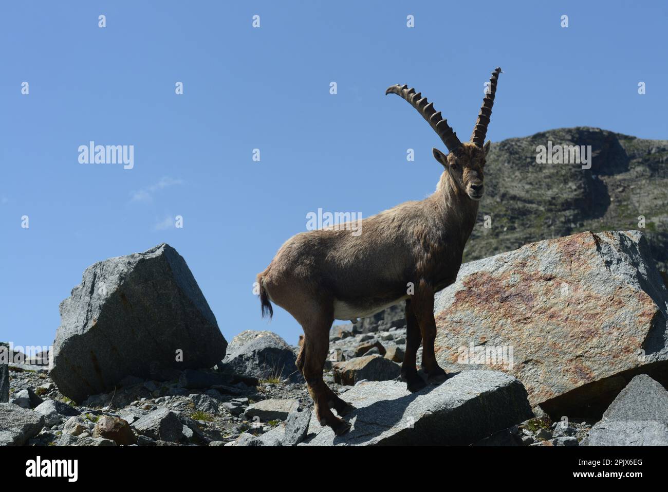 Group of ibex near the lake of the Fellaria Glacier, Valmalenco, Alpe ...