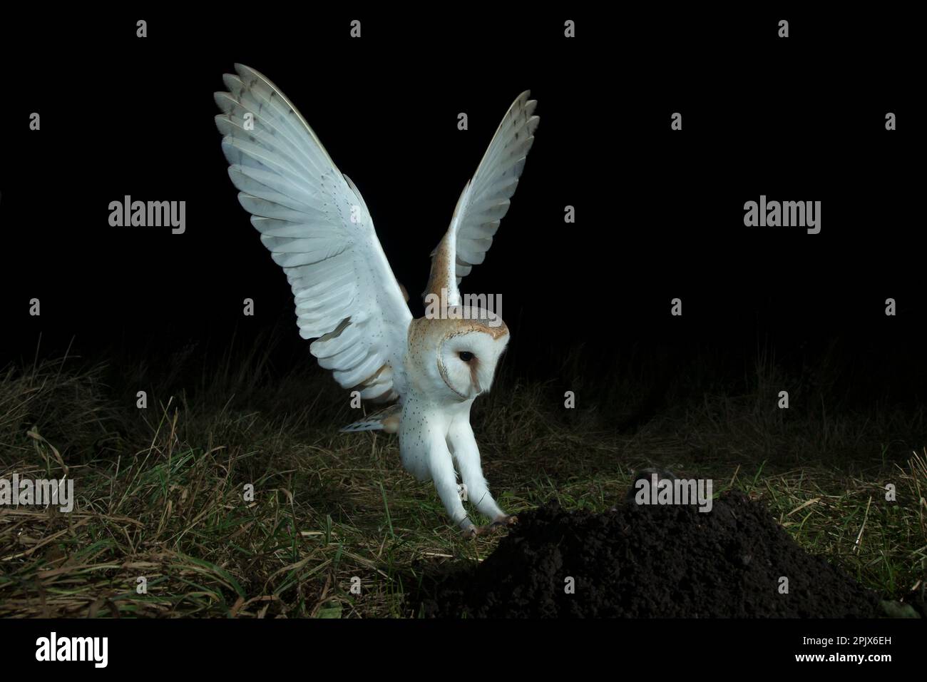 Investigating mole hi-res stock photography and images - Alamy