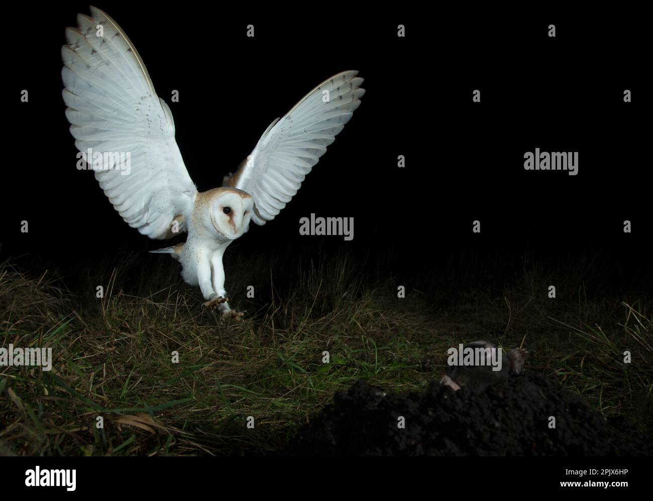 Hunting a mole hi-res stock photography and images - Alamy