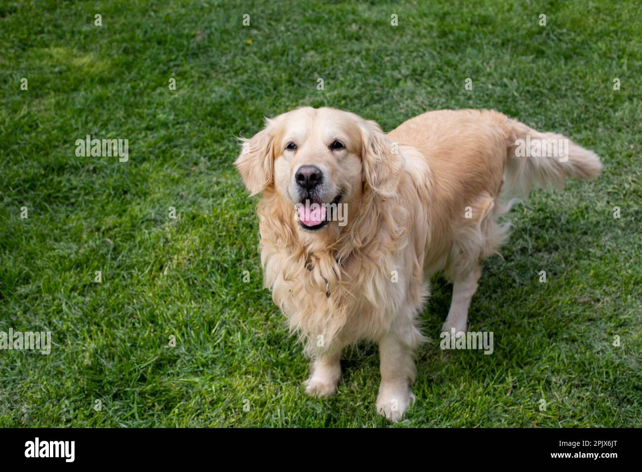 Smiling golden retriever jumping hi-res stock photography and images ...