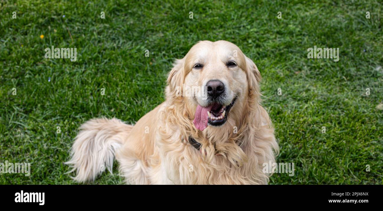 Smiling golden retriever jumping hi-res stock photography and images ...
