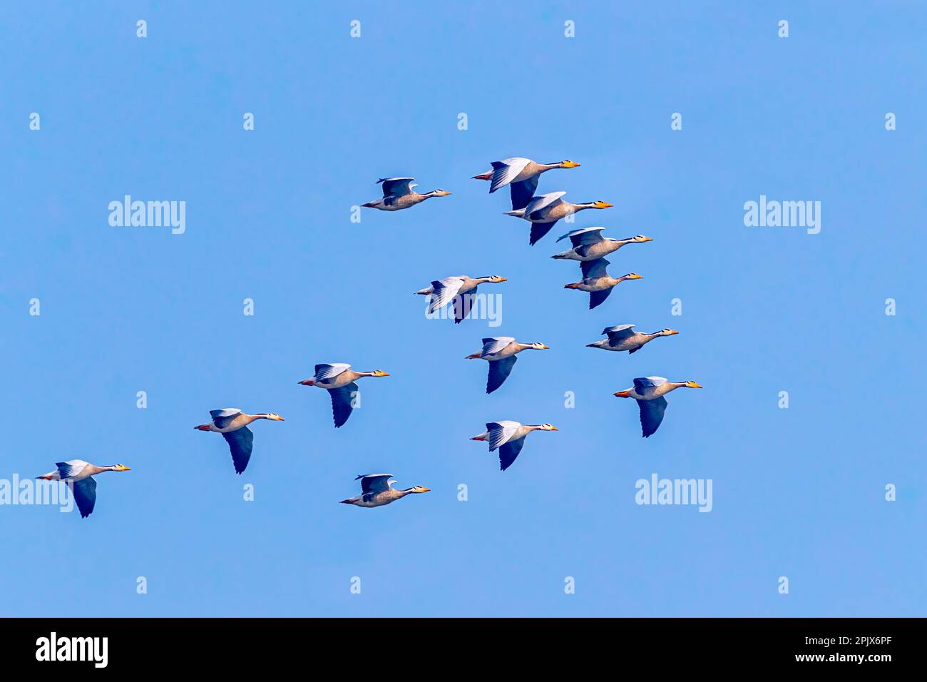 A Flock of Bar Headed goose flying in sky Stock Photo - Alamy