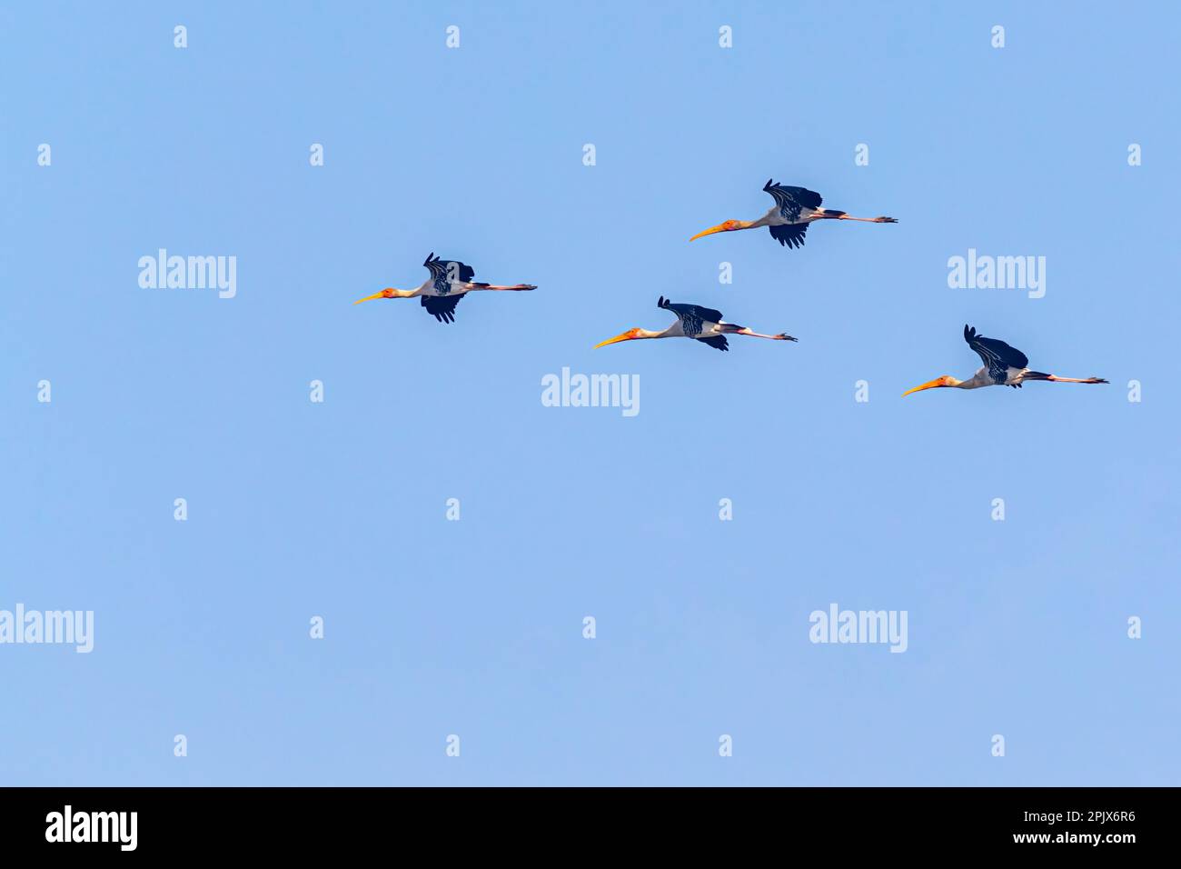 Four Painted Storks flying in a array Stock Photo - Alamy