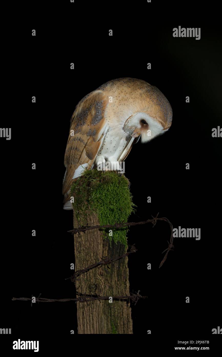 Night hunting bird hi-res stock photography and images - Alamy