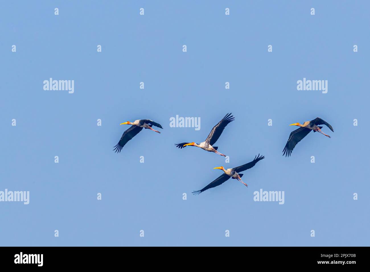A Group of painted storks in flight in blue sky Stock Photo - Alamy