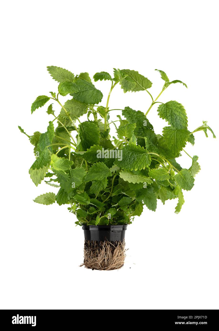 Melissa in a pot isolated on a white background. Melissa lat. Melissa ...