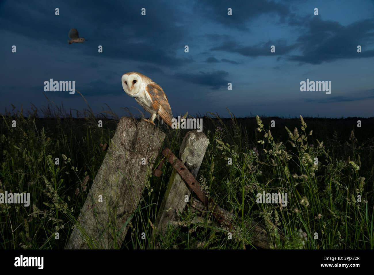 Barn owl (Tyto alba) pair hunting at dusk Stock Photo - Alamy
