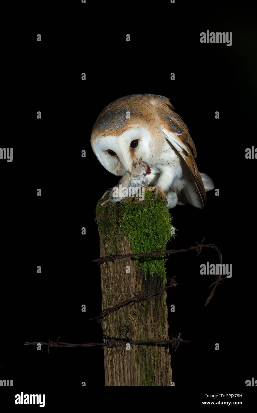 Night owl bird hi-res stock photography and images - Alamy