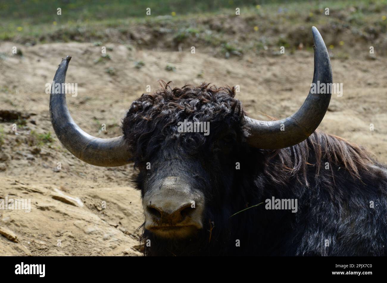 A Yak held in captivity at the Murazzano Safari Park Via Rea Sottana ...