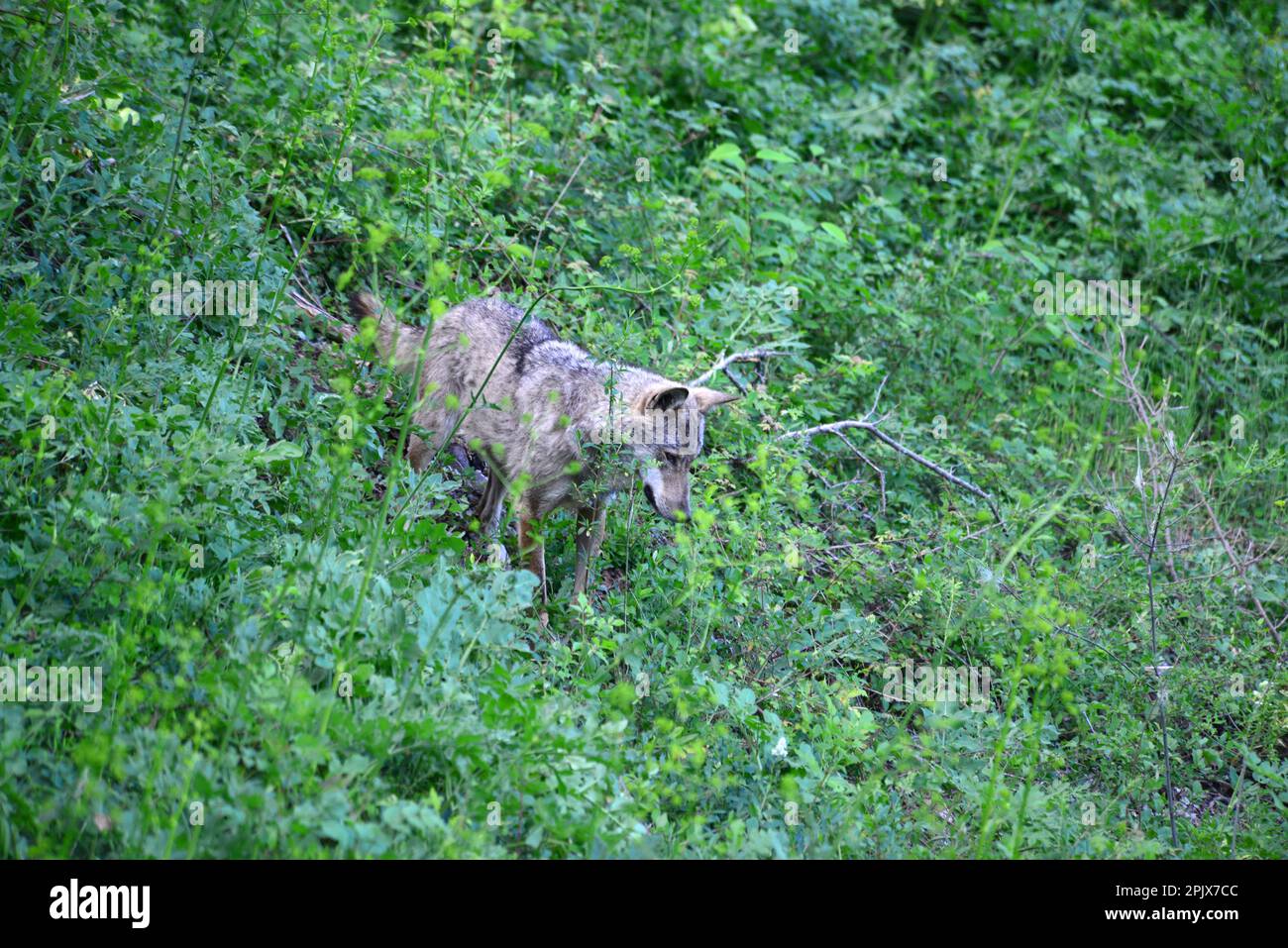 In the Visitor Center of the Abruzzo National Park of Civitella ...
