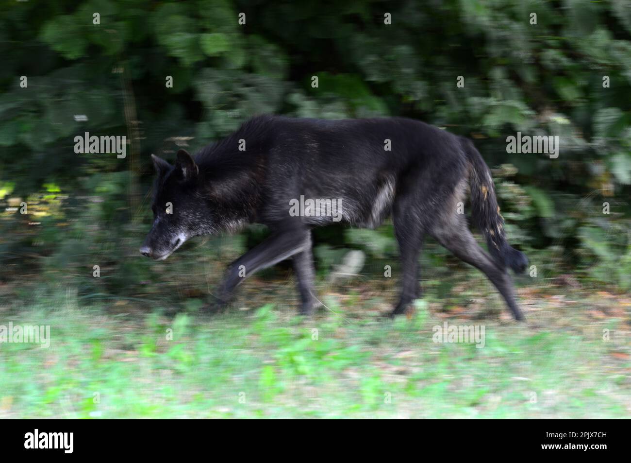 An Alaskan black wolf held in captivity at the Murazzano Safari Park ...