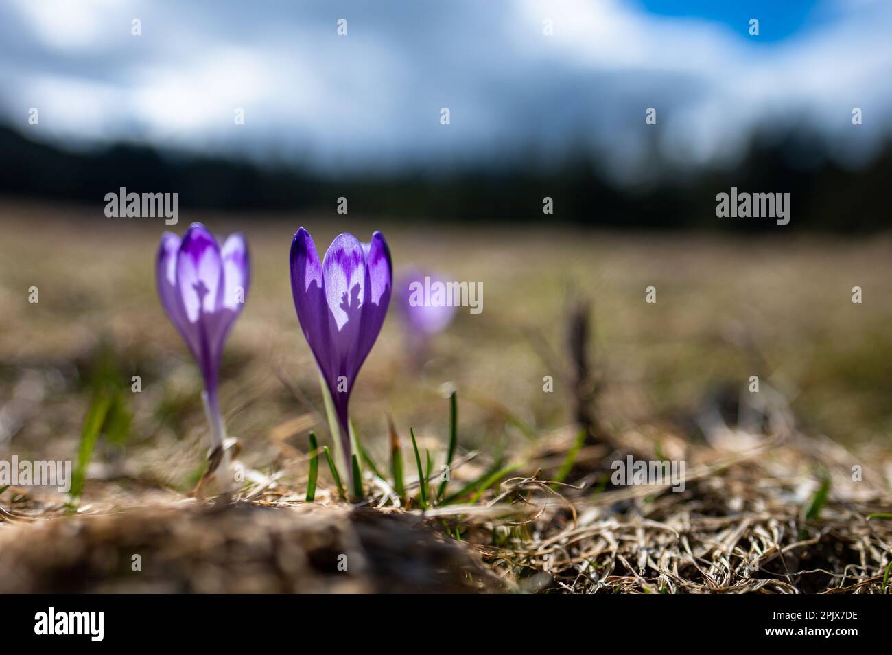 Typical spring mountain flowers. Crocus vernus, Crocus heuffelianus ...