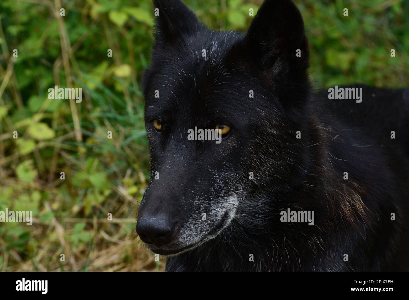 An Alaskan black wolf held in captivity at the Murazzano Safari Park ...