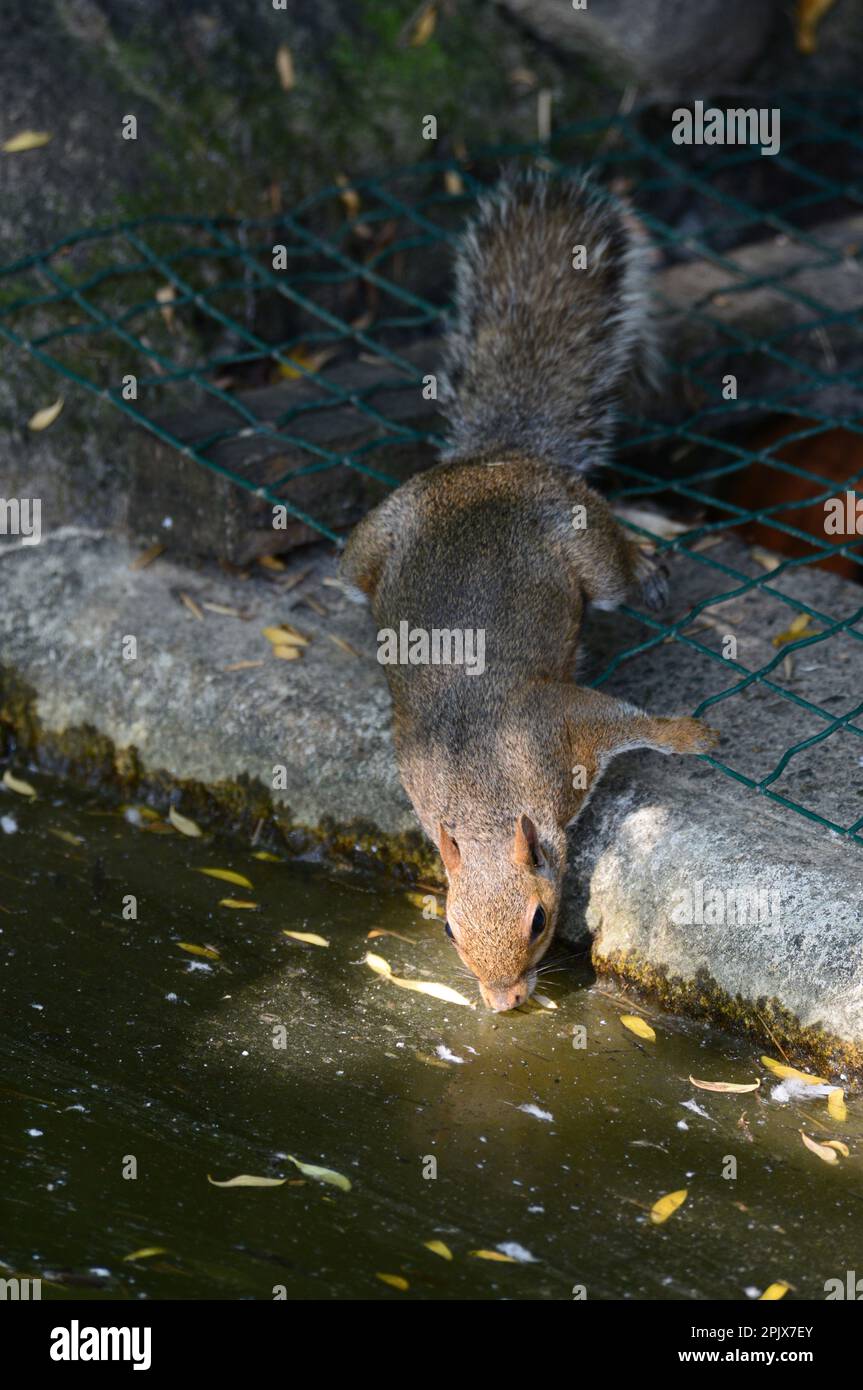 A wild squirrel takes advantage of the drinking trough at ZOOM Safari ...
