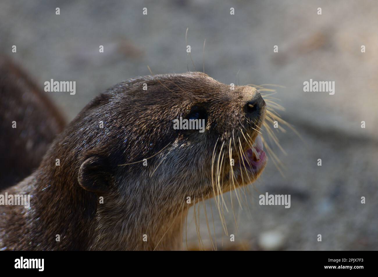 Otter held in captivity at ZOOM Safari Park Pinerolo, Turin Piedmont ...