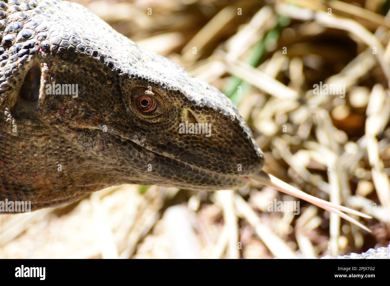 One monitor lizard of the rocks at ZOOM Safari Park Pinerolo, Turin ...