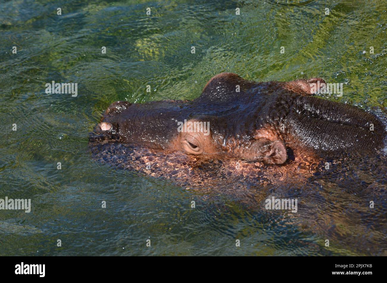 A hippo cub held in captivity at ZOOM Safari Park Pinerolo, Turin ...