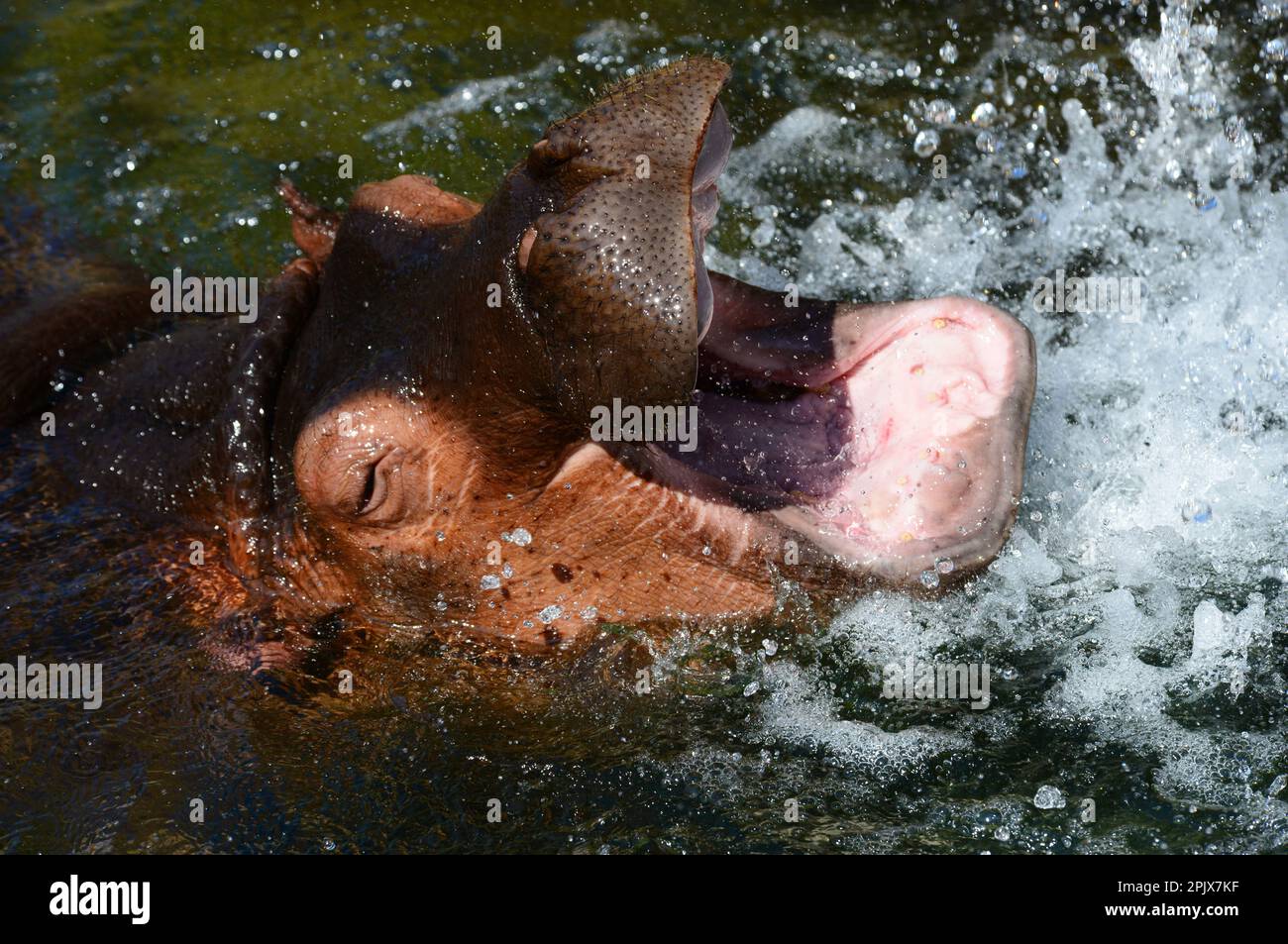 A hippo cub held in captivity at ZOOM Safari Park Pinerolo, Turin ...
