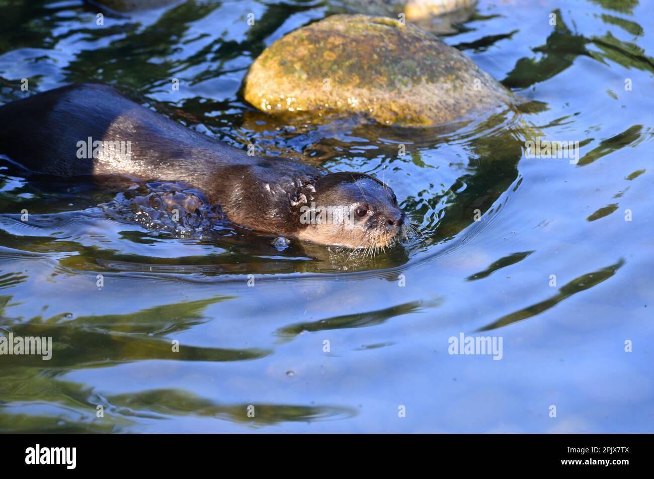 Otter held in captivity at ZOOM Safari Park Pinerolo, Turin Piedmont ...