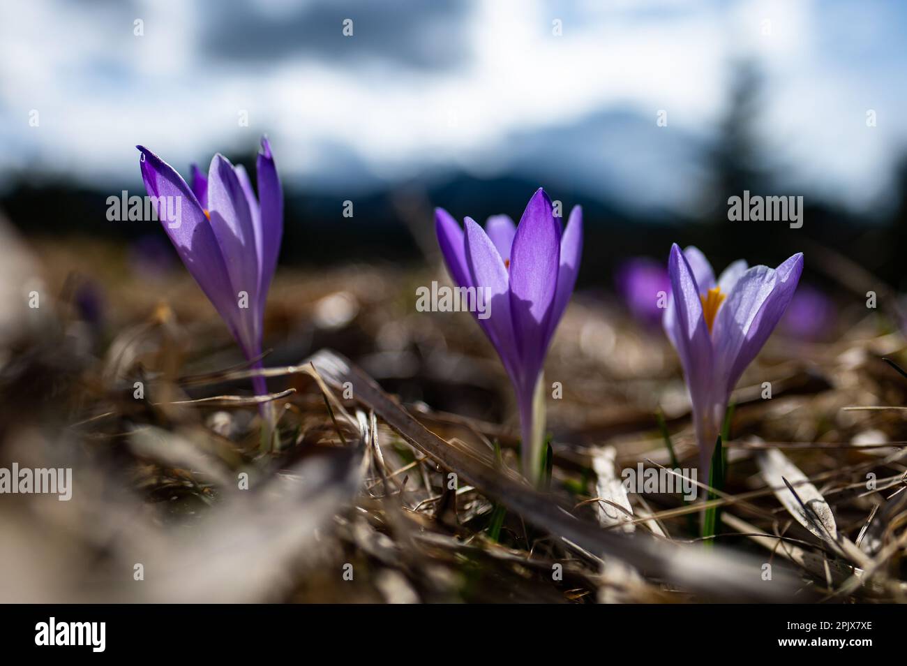 Typical spring mountain flowers. Crocus vernus, Crocus heuffelianus ...