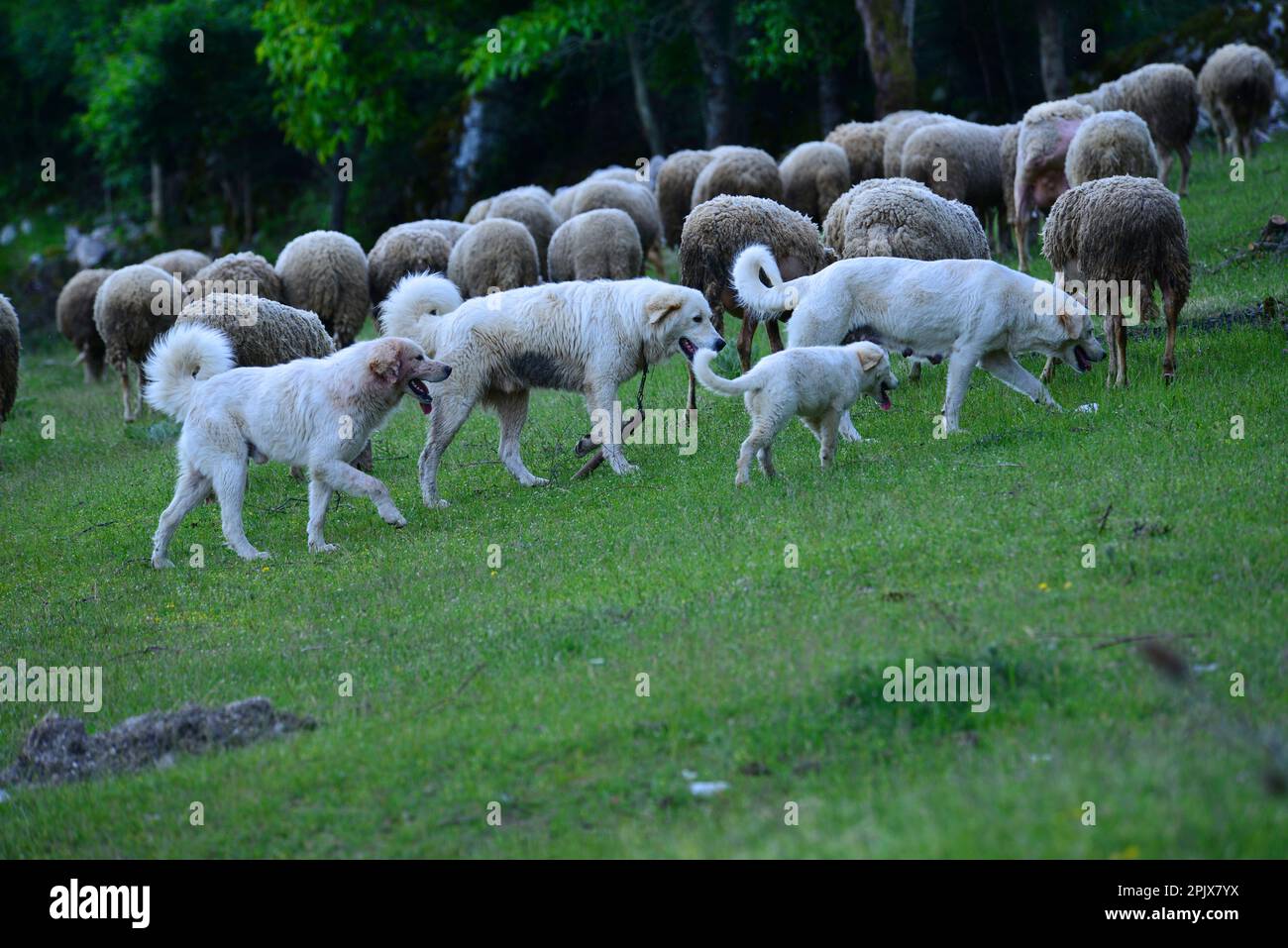 Grazing flock watched by Abruzzese shepherd dogs in Abruzzo National ...